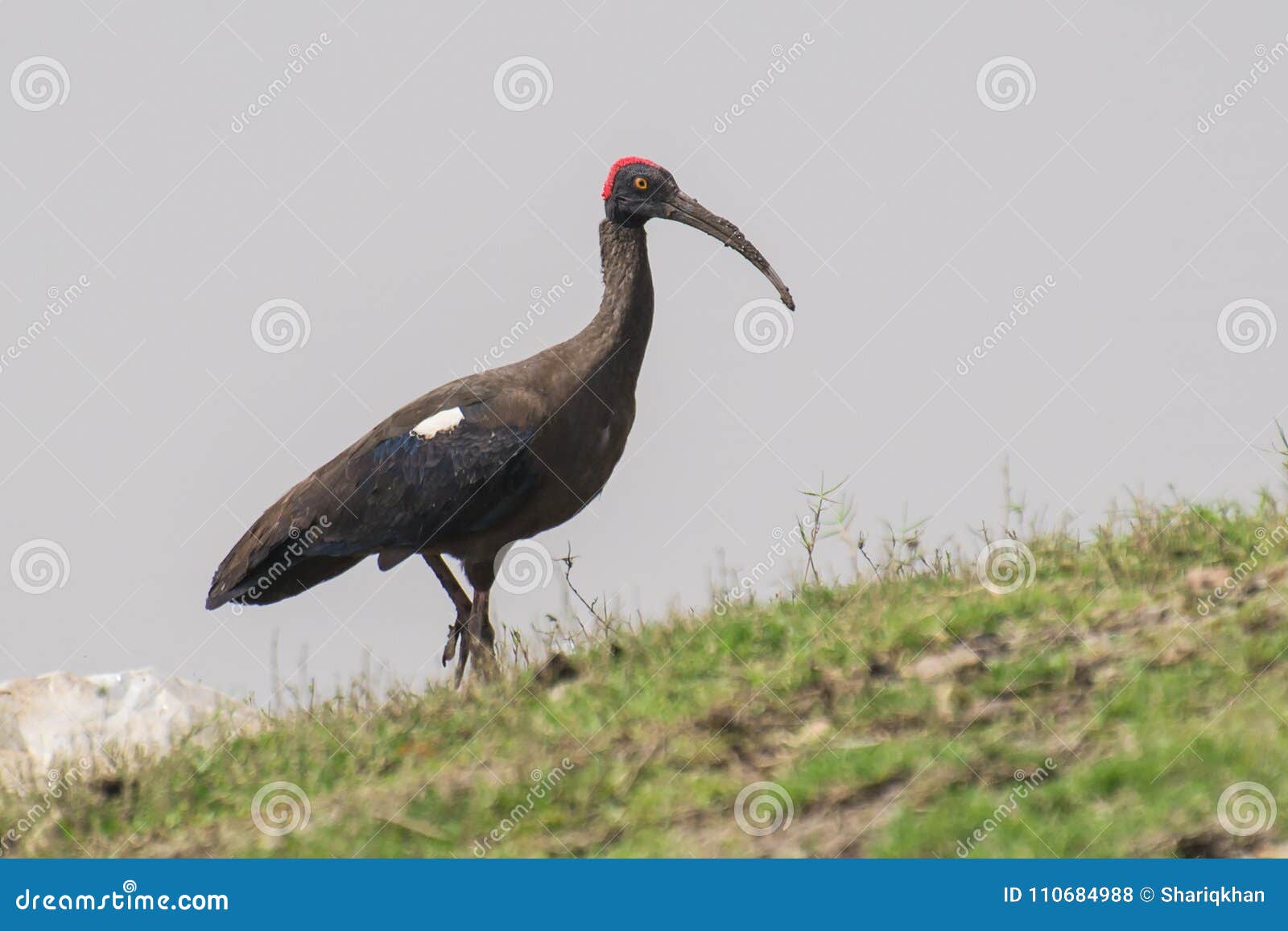 Ibis Negro Indio Naped Rojo Ibis Foto de archivo - Imagen de cubo, asia ...