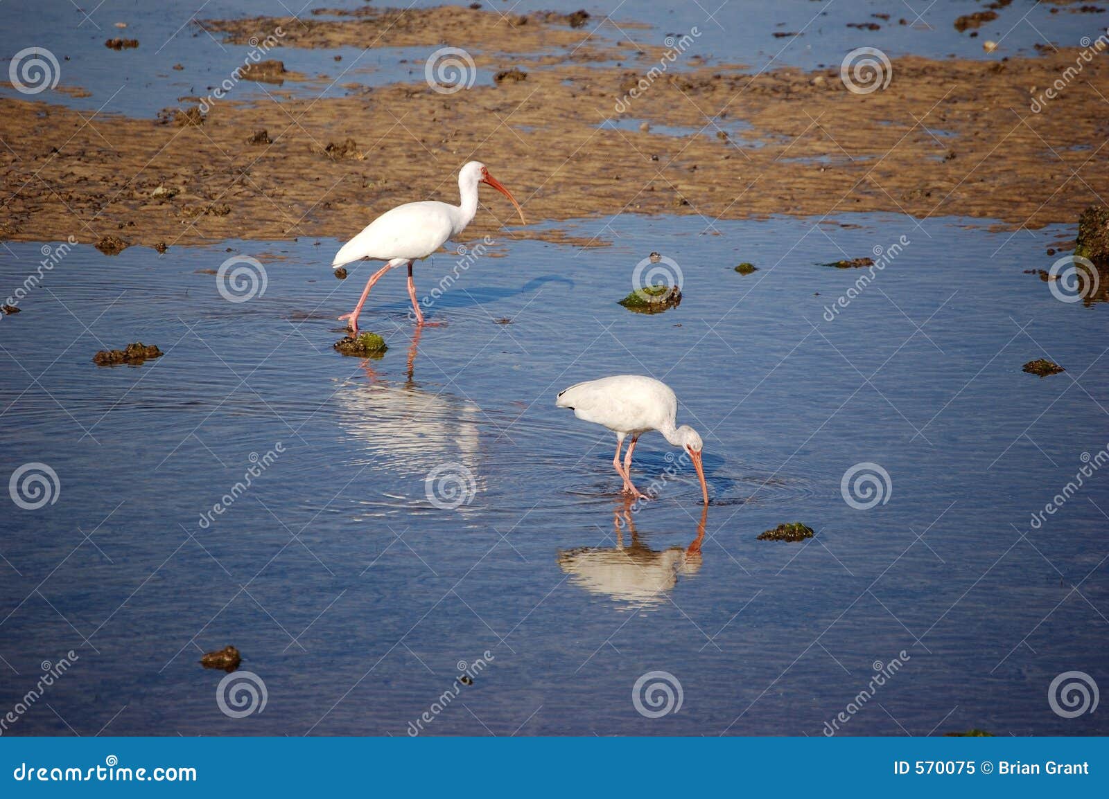 Ibis Pair stock image. Image of feeding, ibis, bird, mudflat - 570075