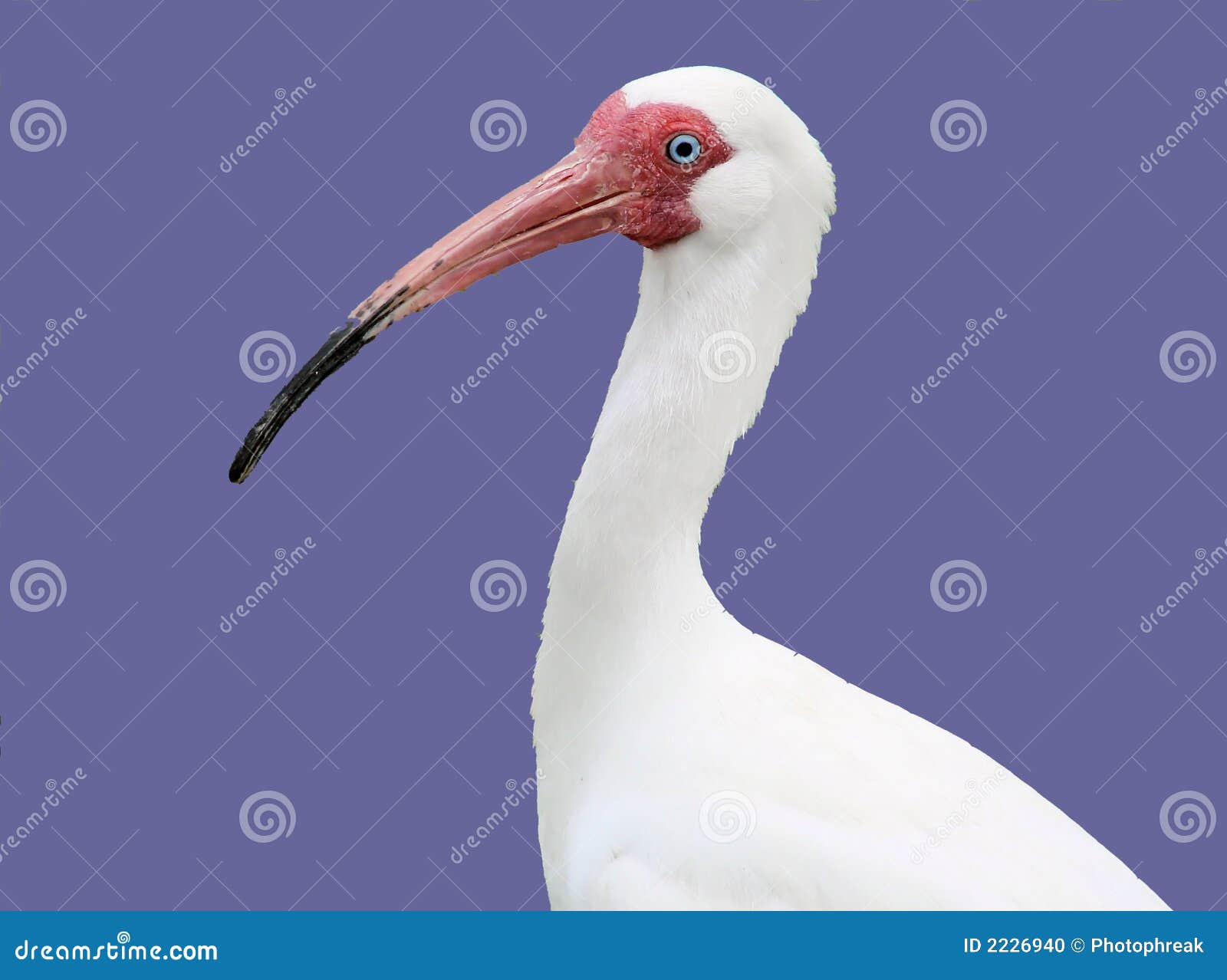 Ibis portrait stock photo. Image of feathers, white, neck - 2226940