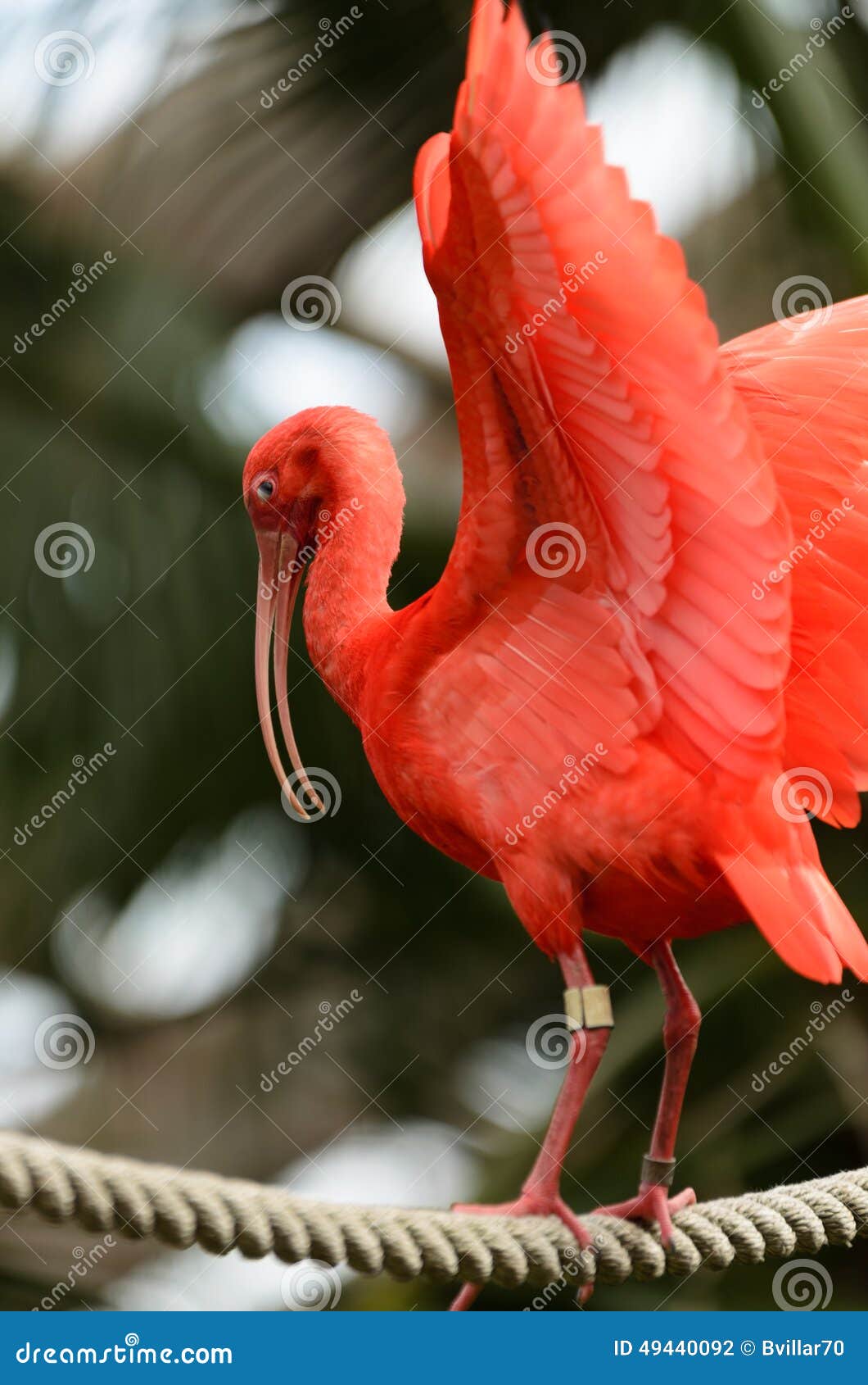 Ibis stock photo. Image of bird, pink, beak, feather - 49440092