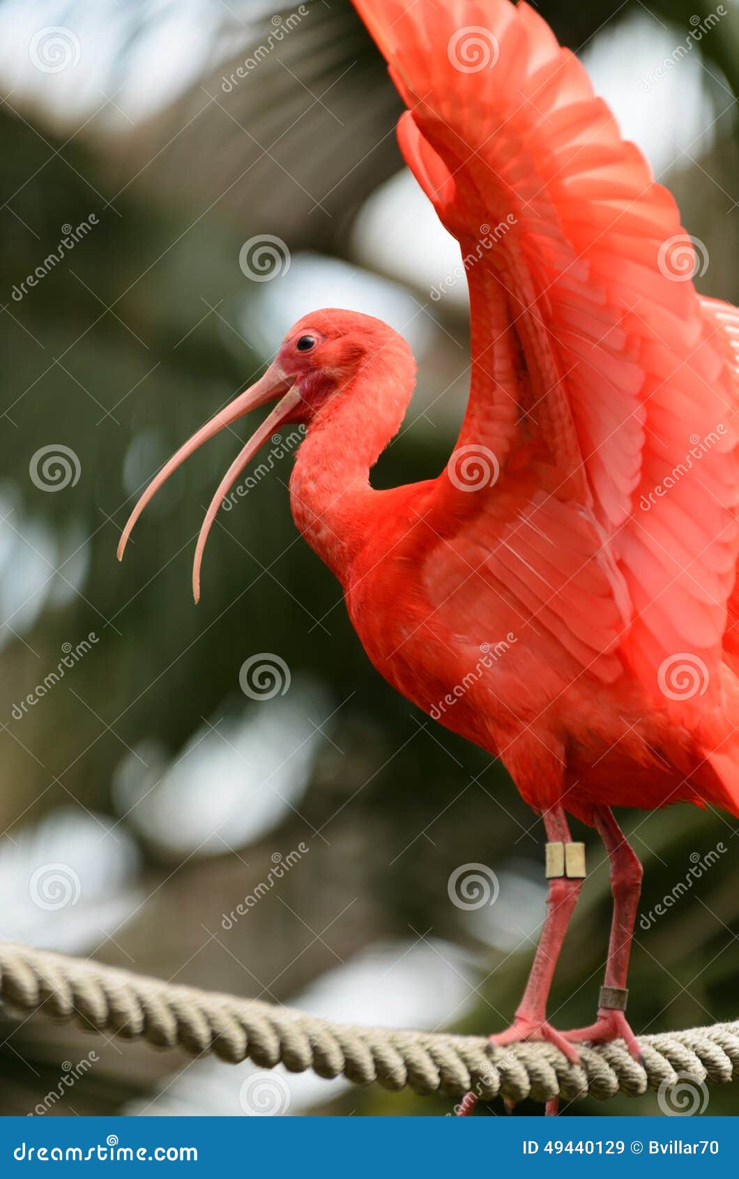 Ibis stock image. Image of feather, birding, wild, beak - 49440129