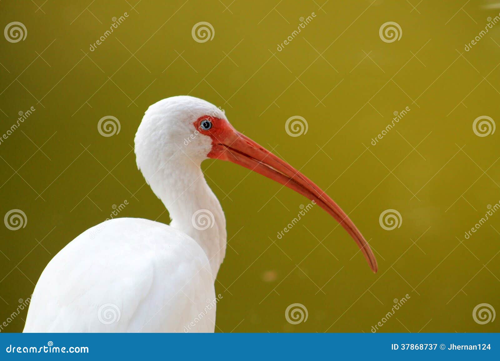 Ibis in Profile Against Green Background Stock Image - Image of beak ...