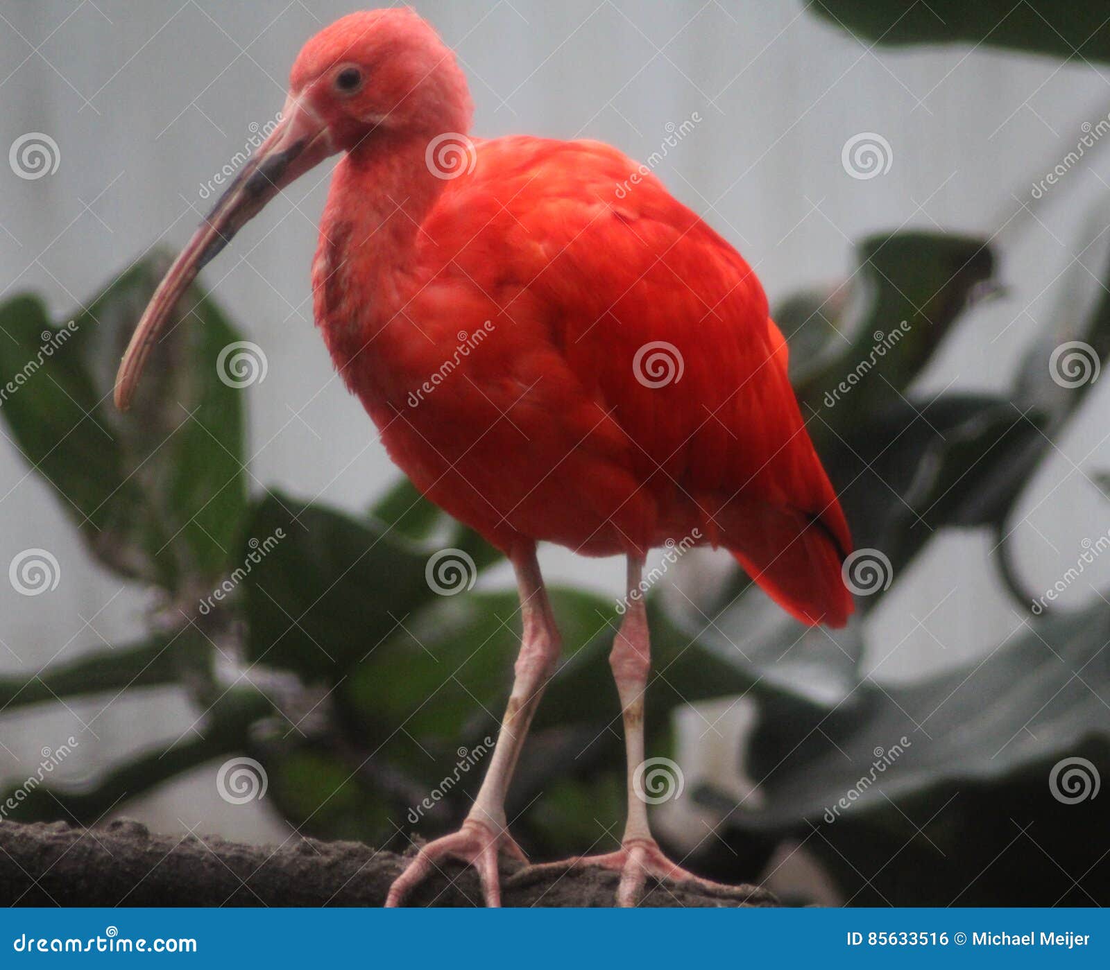 Ibis rojo foto de archivo. Imagen de recinto, escarlata - 85633516