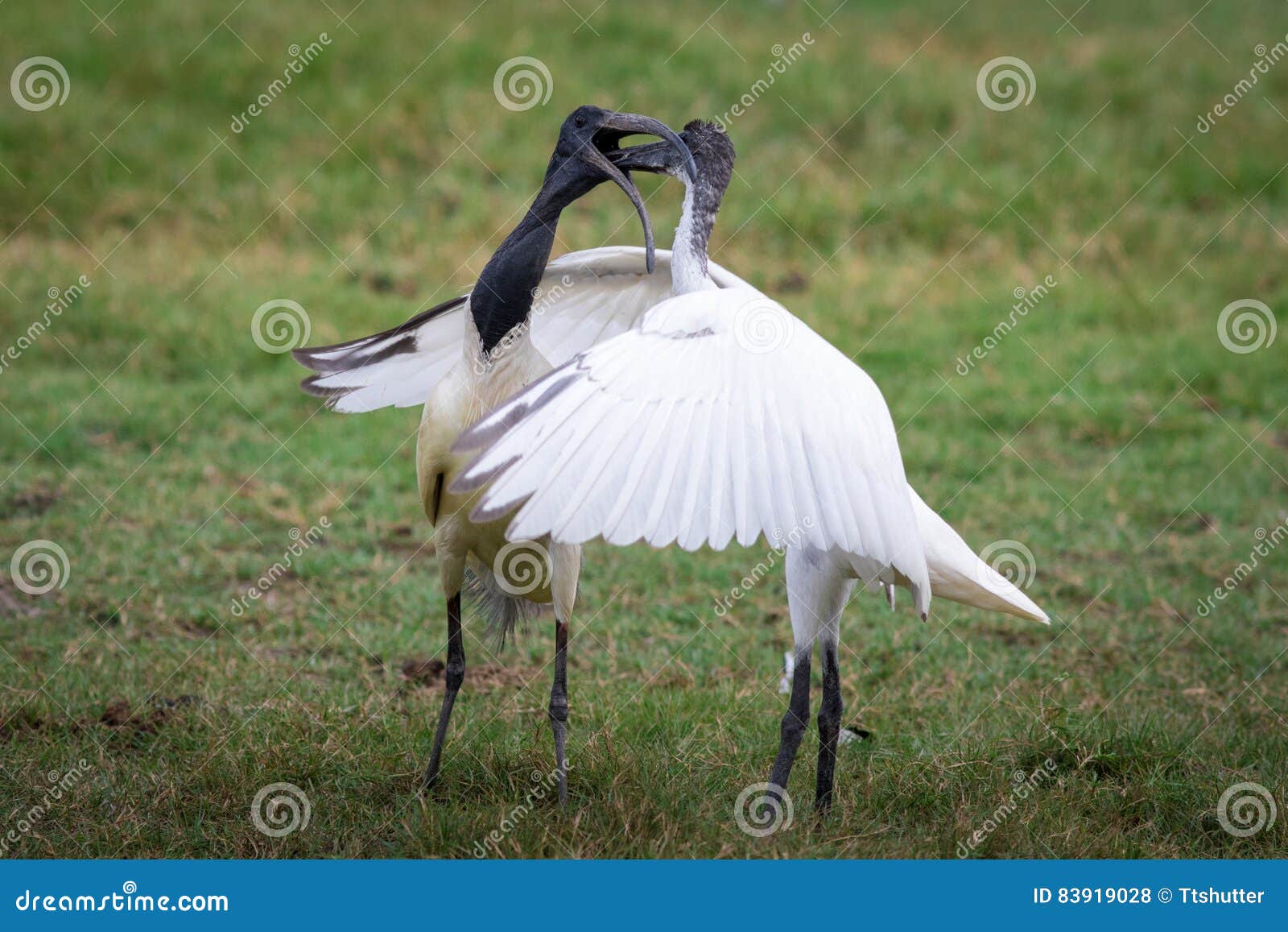 Ibis standing lakeside. stock photo. Image of egret, biology - 83919028