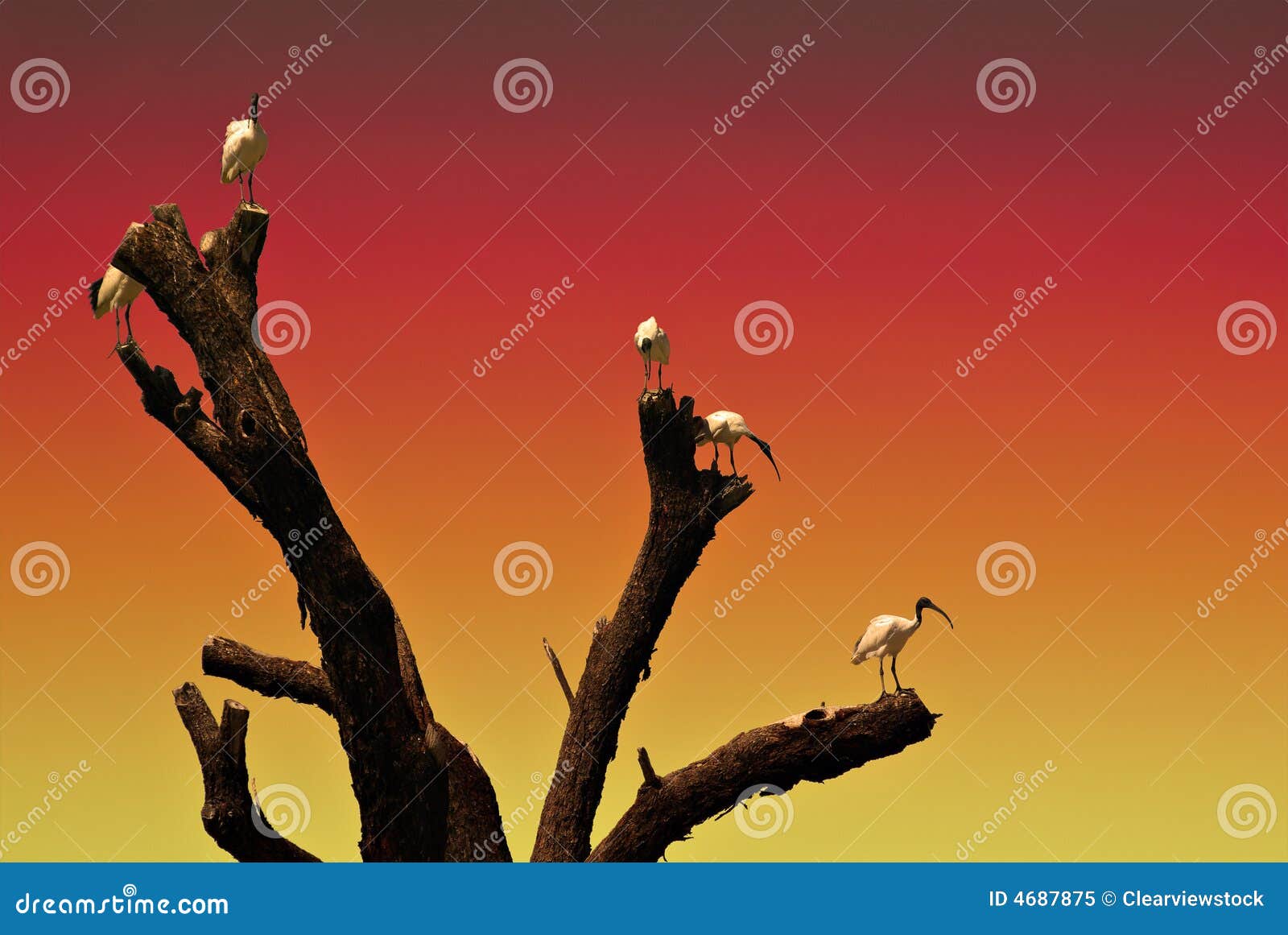 Ibis sunset birds roosting stock image. Image of nature - 4687875