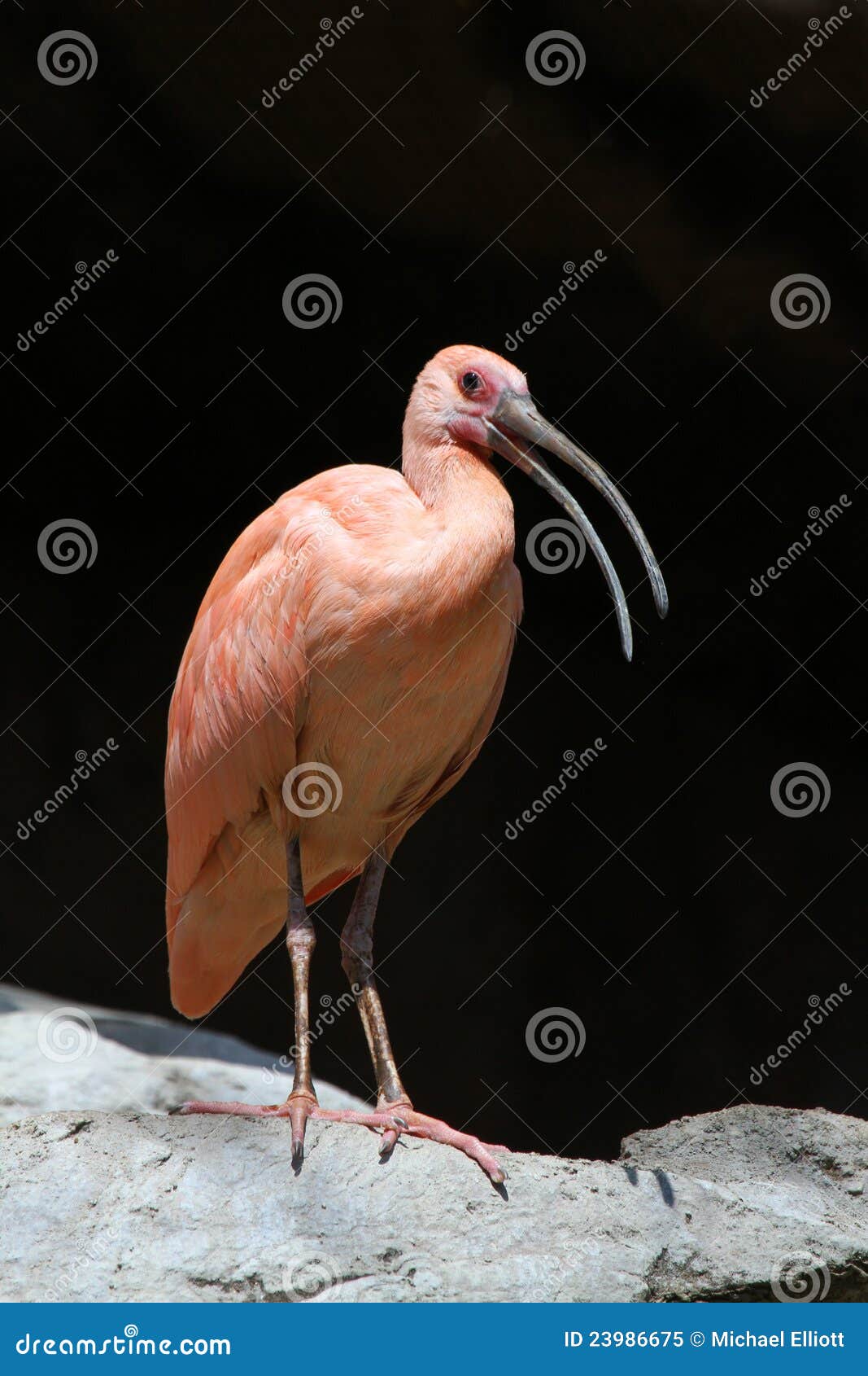 Ibis Talking stock image. Image of american, color, scarlet - 23986675