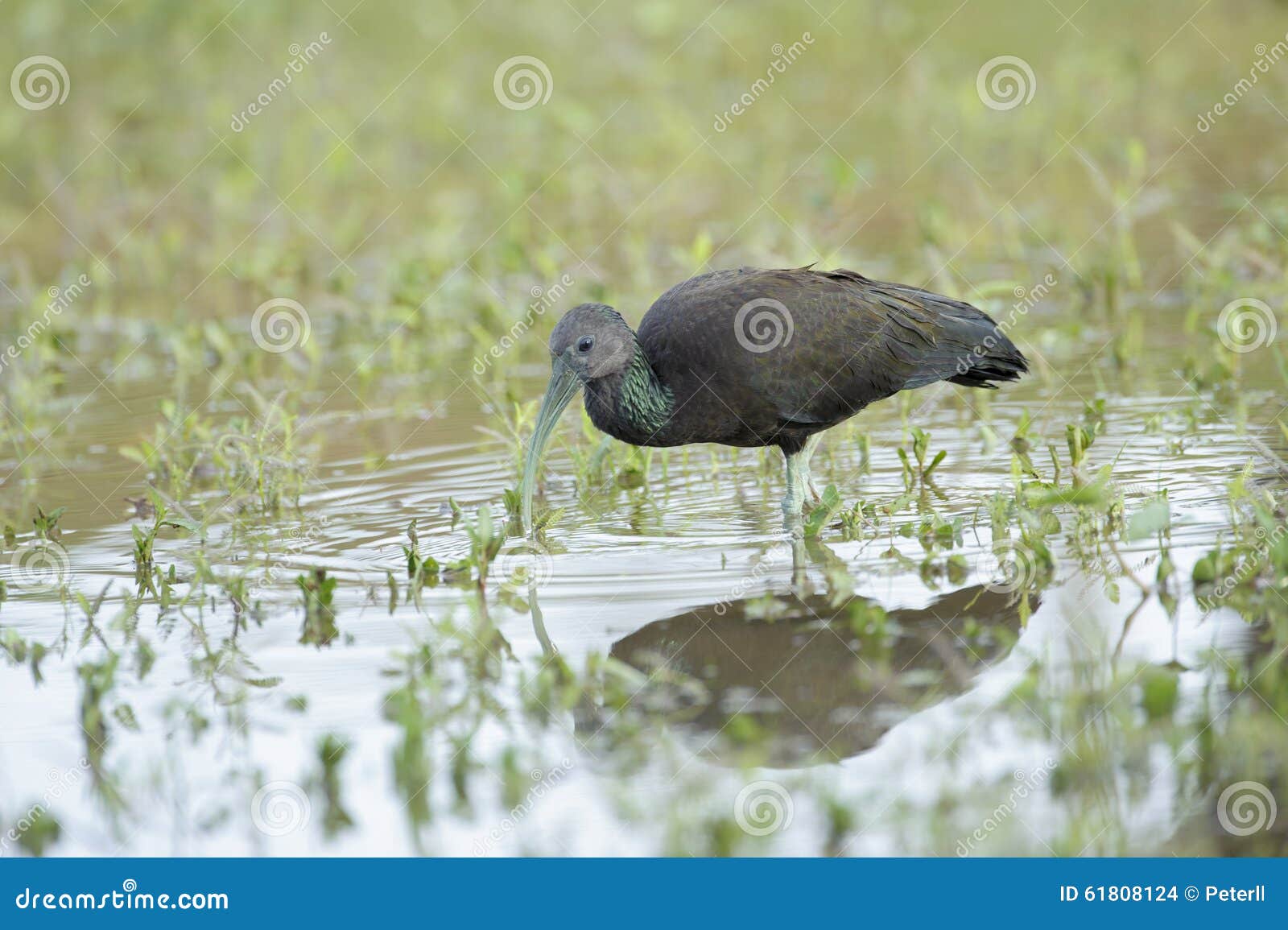 Ibis Verde (cayennensis Di Mesembrinibis) Fotografia Stock - Immagine ...