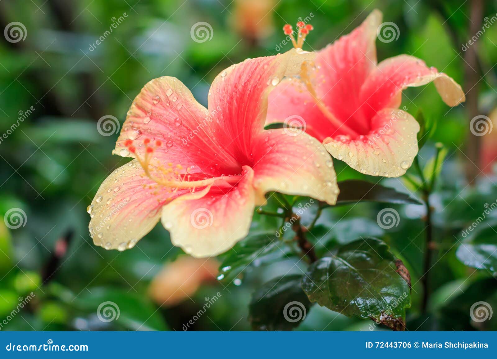 Ibisco Cinese Rosa, Ibisco Rosa Fotografia Stock - Immagine di fogli ...