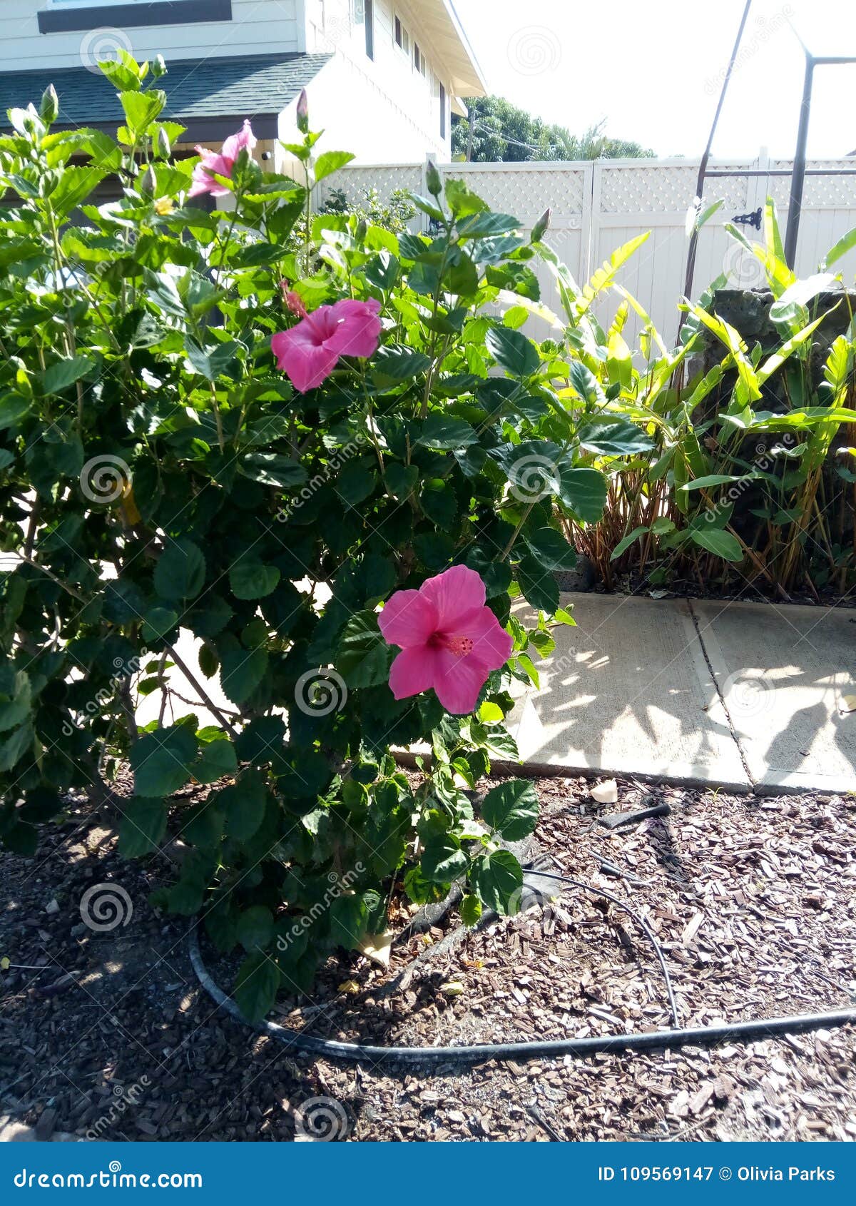 Ibisco rosa immagine stock. Immagine di rosa, honolulu - 109569147