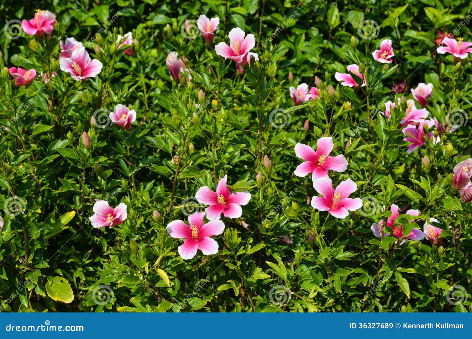 Ibisco rosa del fiore immagine stock. Immagine di fogli - 36327689