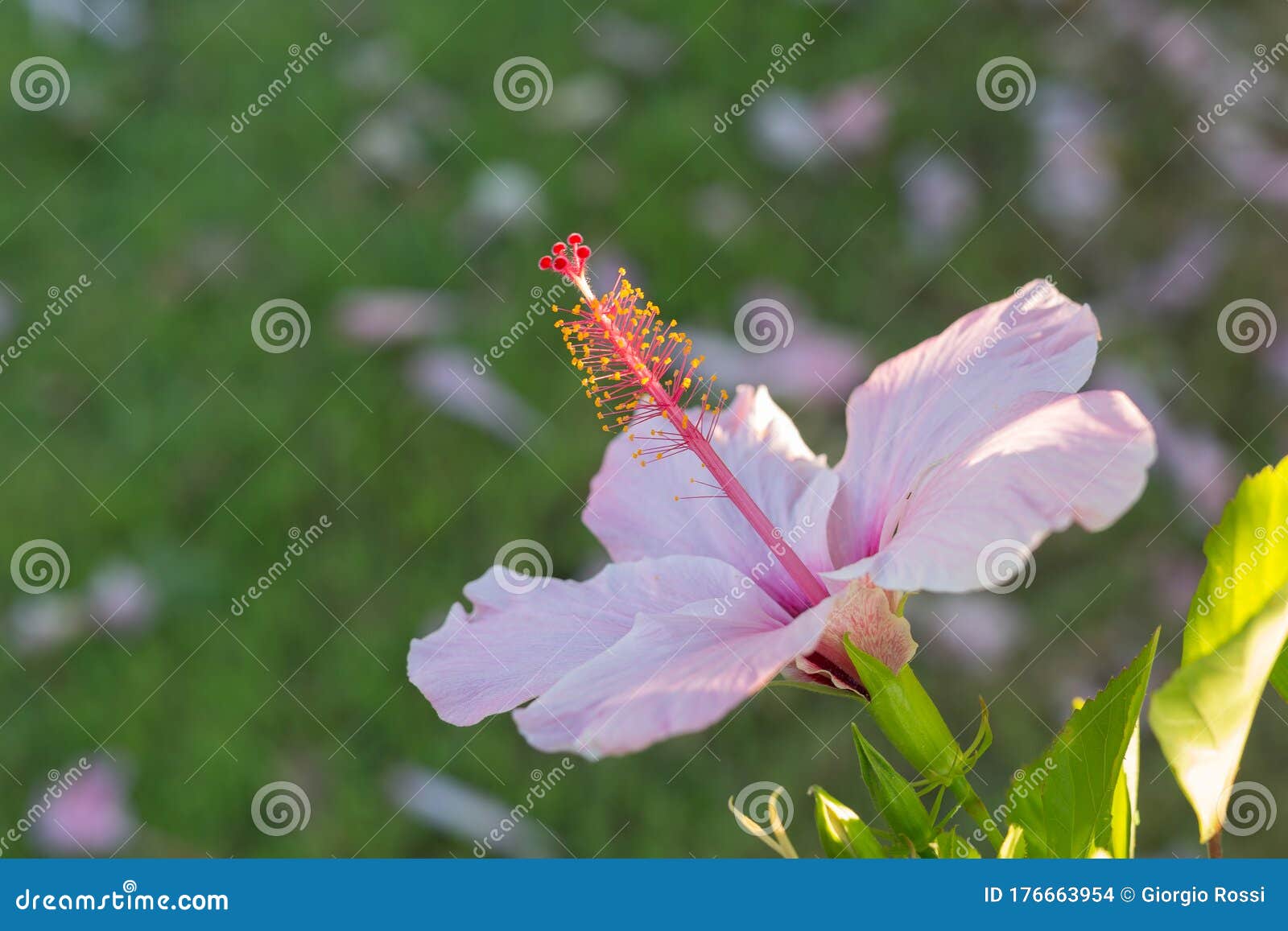 Ibisco Rosa : Splendida Pianta Da Fiore Fotografia Stock - Immagine di ...