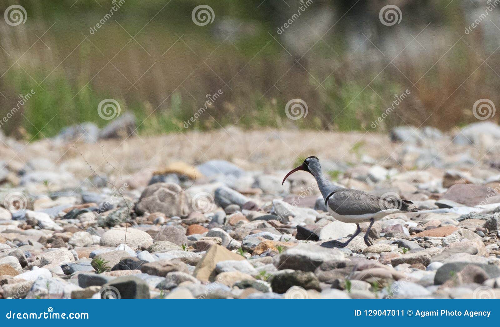 Ibissnavel, Ibisbill, Ibidorhyncha Struthersii Stock Image - Image of ...