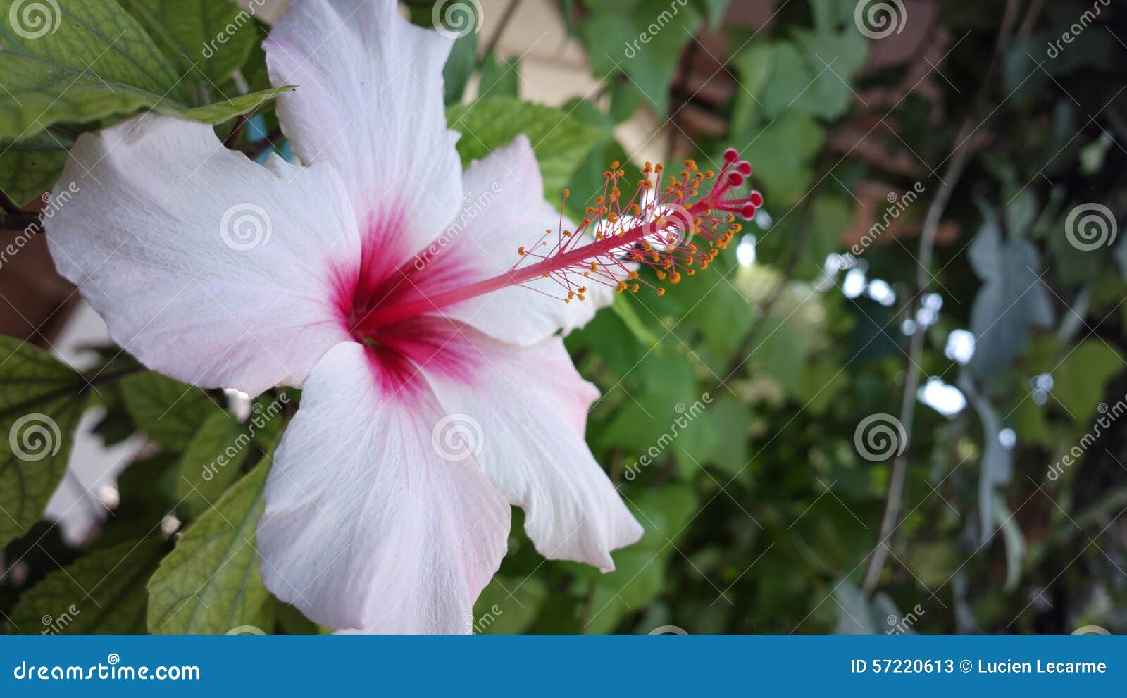 Ibiza white flower stock image. Image of spain, white - 57220613
