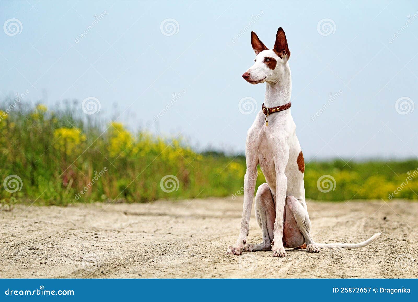 Ibizan Hound dog stock image. Image of hound, grass, animal - 25872657