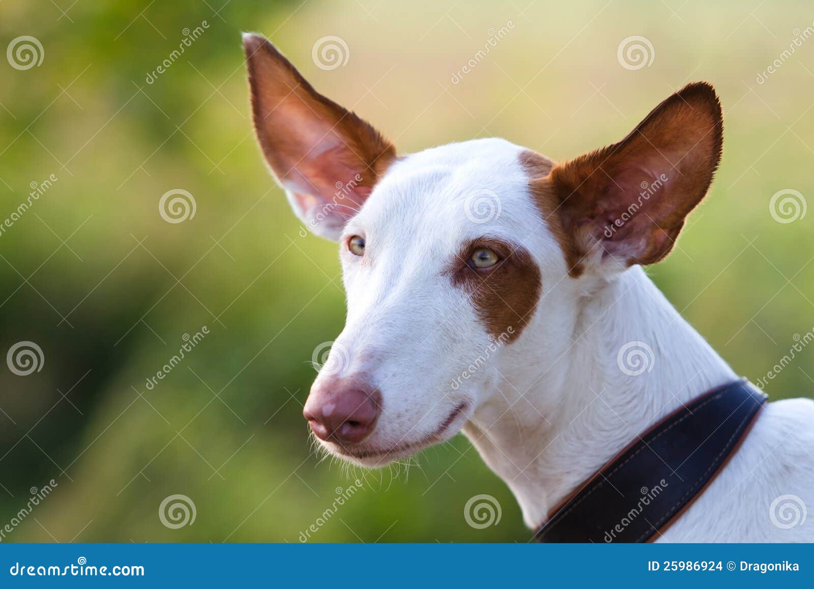Ibizan Hound dog head stock photo. Image of head, hunt - 25986924
