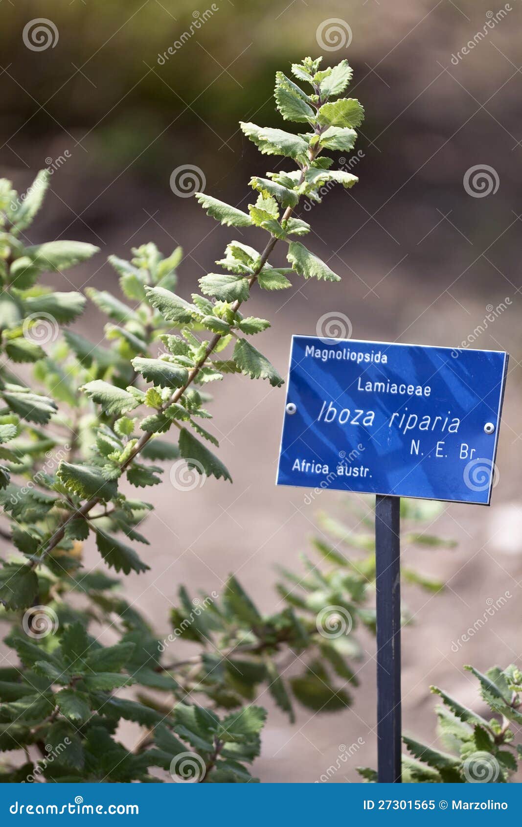 Iboza riparia stock image. Image of foliage, green, vegetable - 27301565