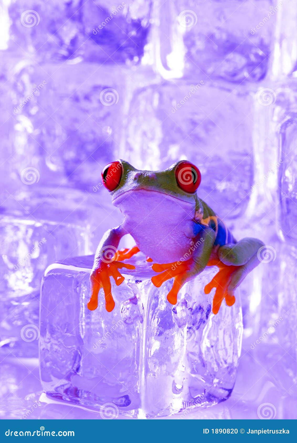 ICE stock photo. Image of agalychnis, crazy, aquatic, animals - 1890820