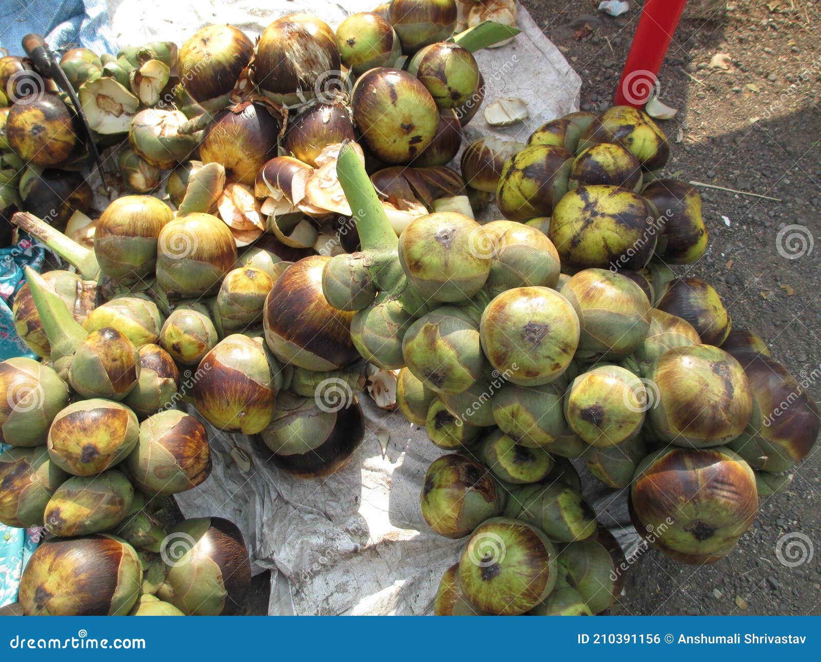 Ice Apple or Palm Fruit or Tadgola Scenic View for Multipurpose Use ...