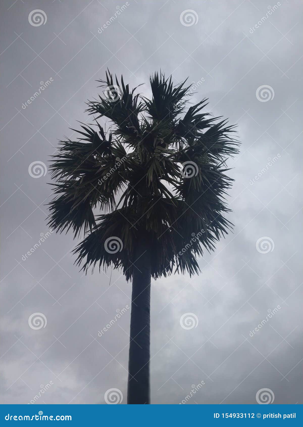 Ice apple tree stock photo. Image of apple, rain, tree - 154933112