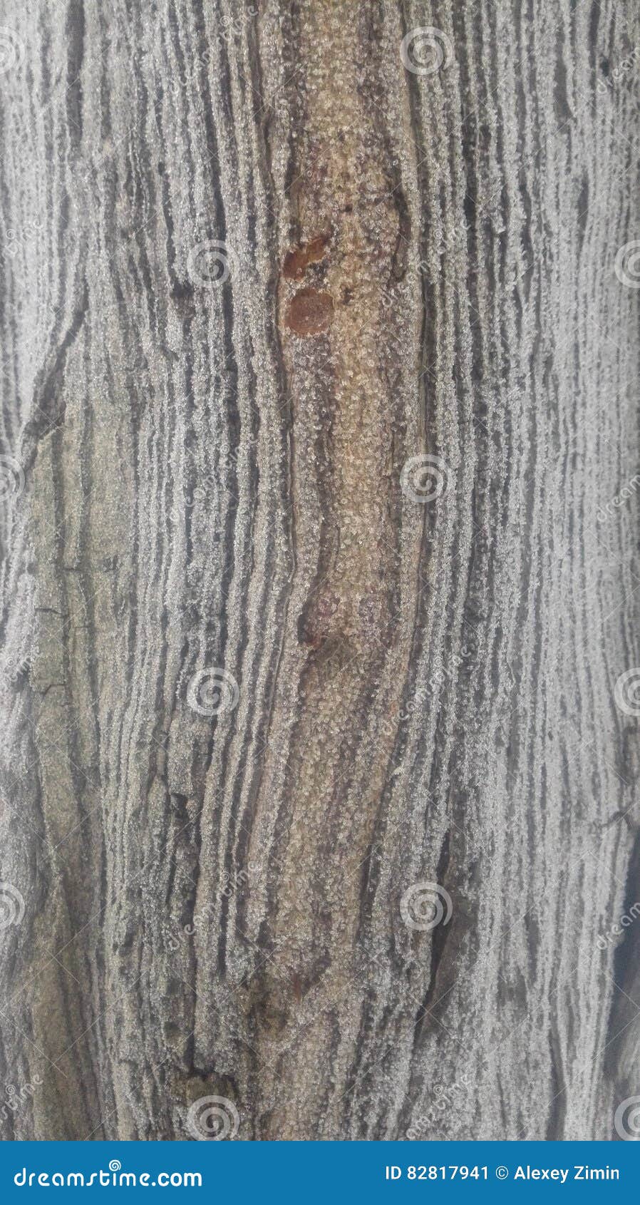 Ice on bark stock image. Image of crystals, forest, water - 82817941