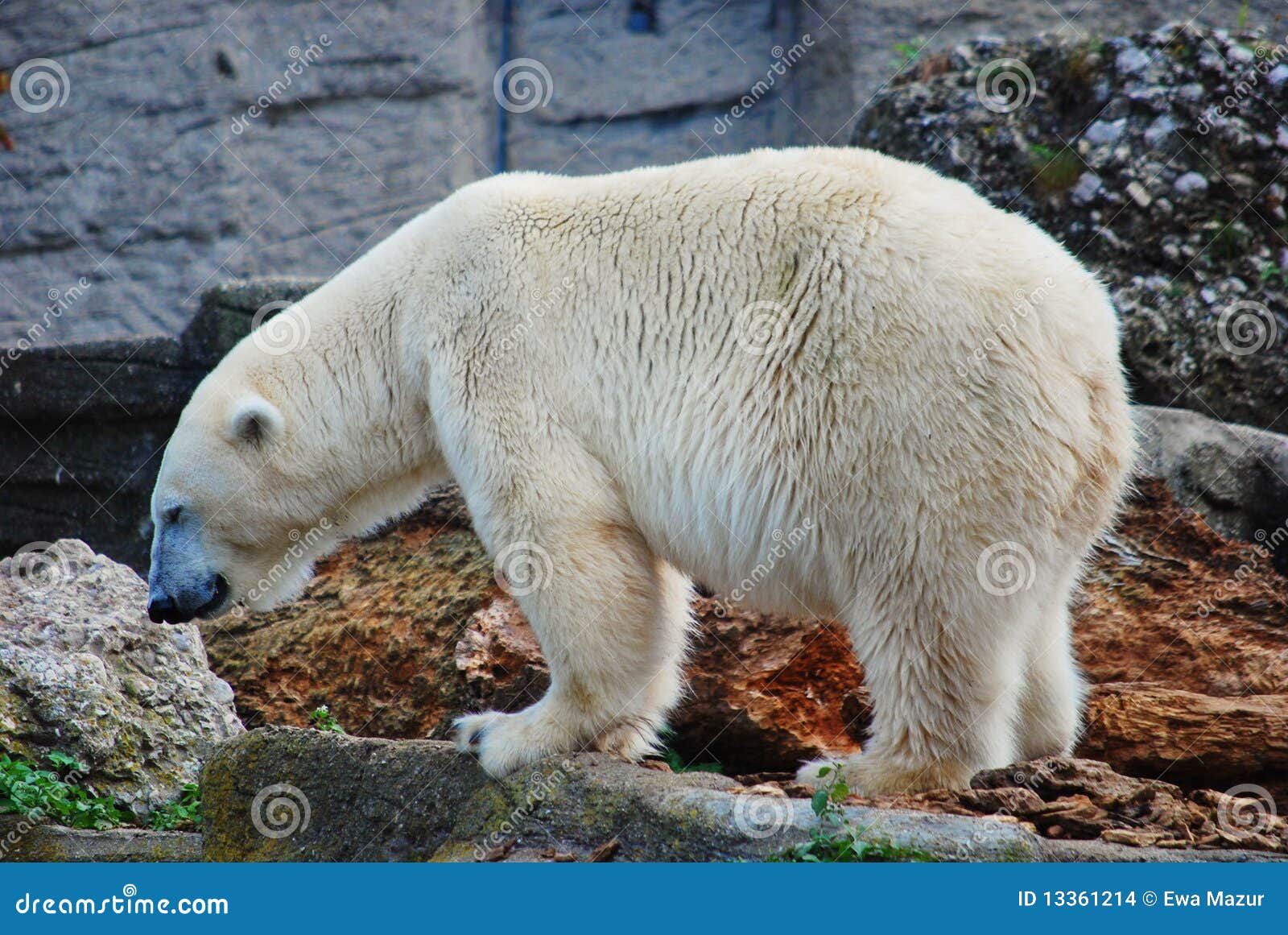 Ice bear stock photo. Image of face, mammal, arctic, hunter - 13361214