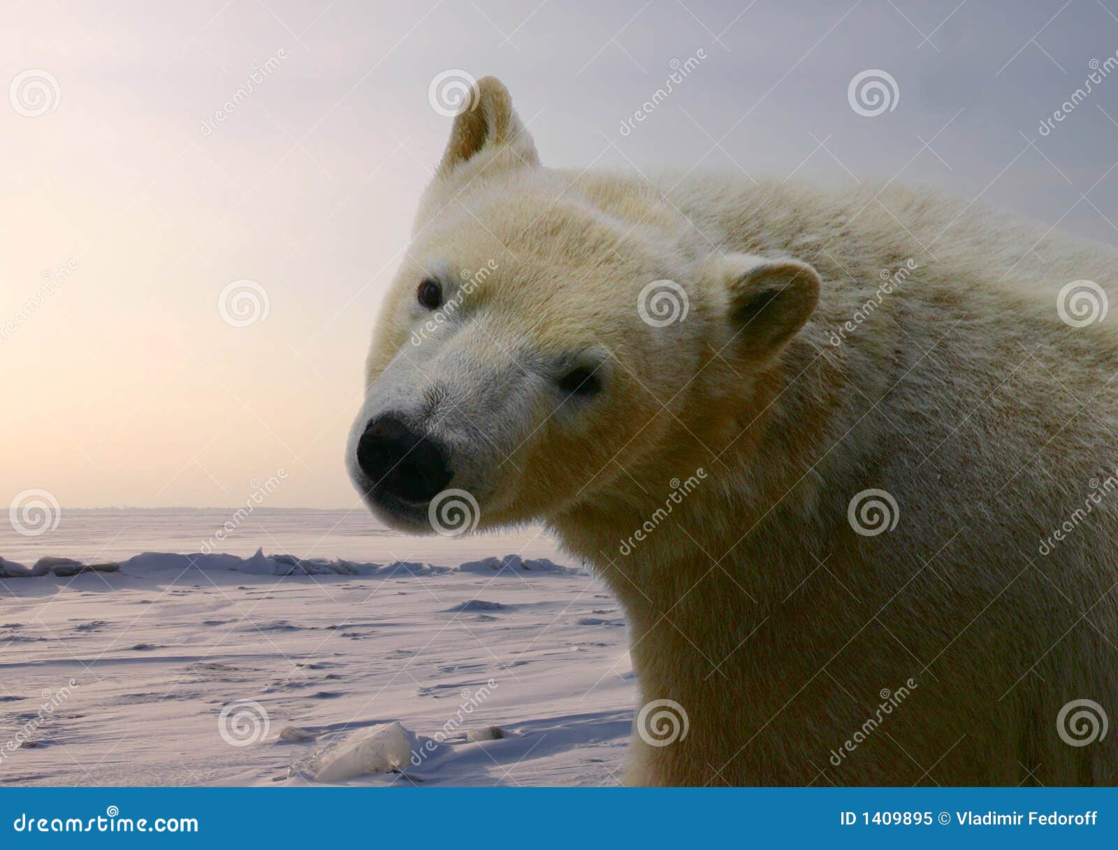 Ice Bear stock image. Image of beast, bout, animal, host - 1409895