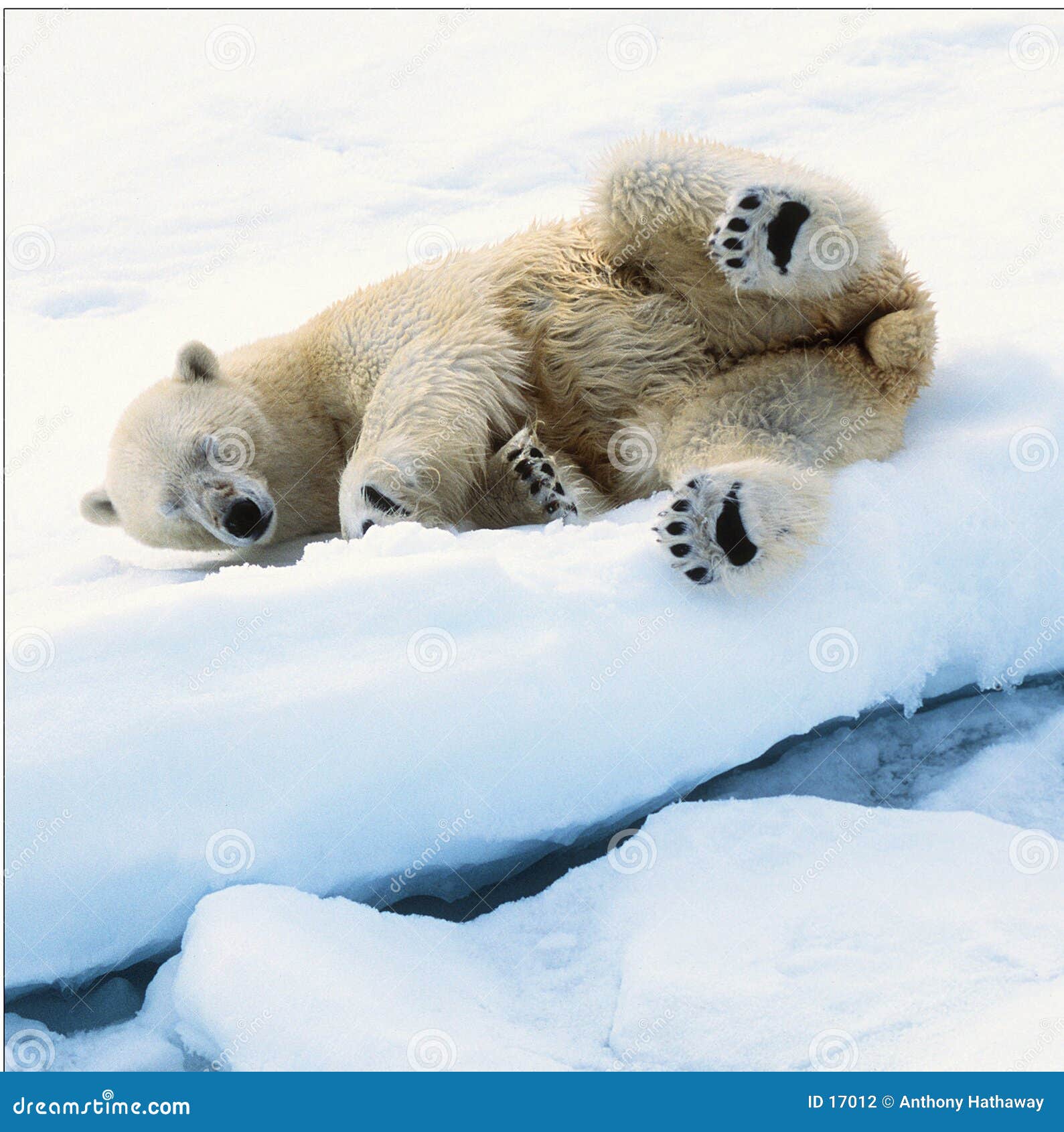 Ice bear stock photo. Image of norway, bear, floes, polar - 17012