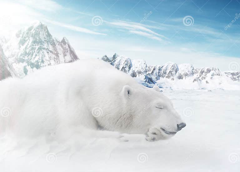 Ice Bear stock image. Image of arctic, frost, winter, zoology - 4866391