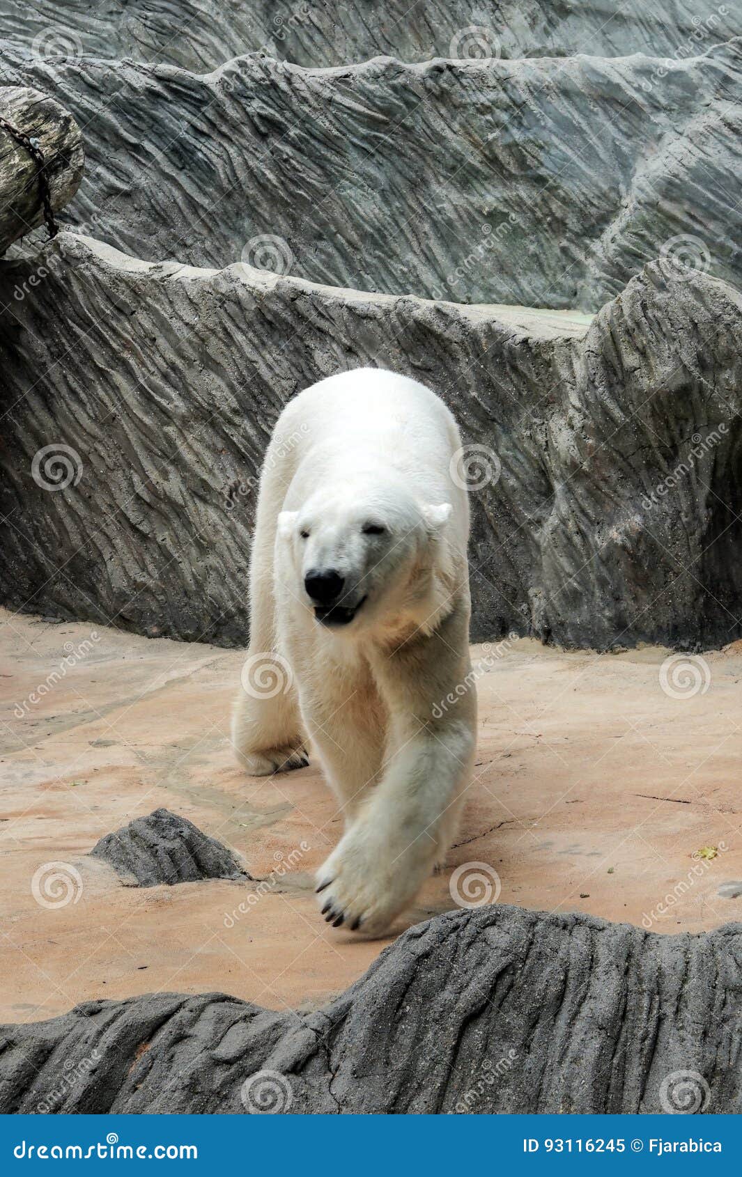 Ice Bear stock image. Image of bladder, stone, animal - 93116245