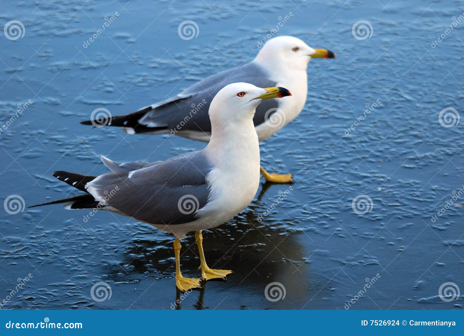 Ice bird stock photo. Image of ocean, head, wild, animal - 7526924