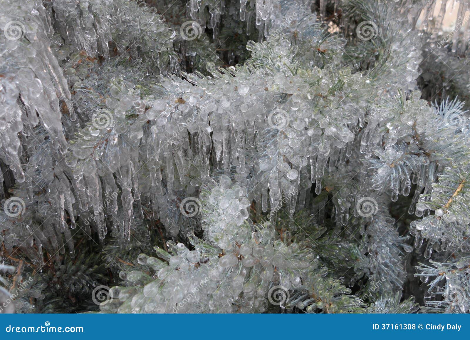 Ice on the blue spruce stock photo. Image of plants, hard - 37161308
