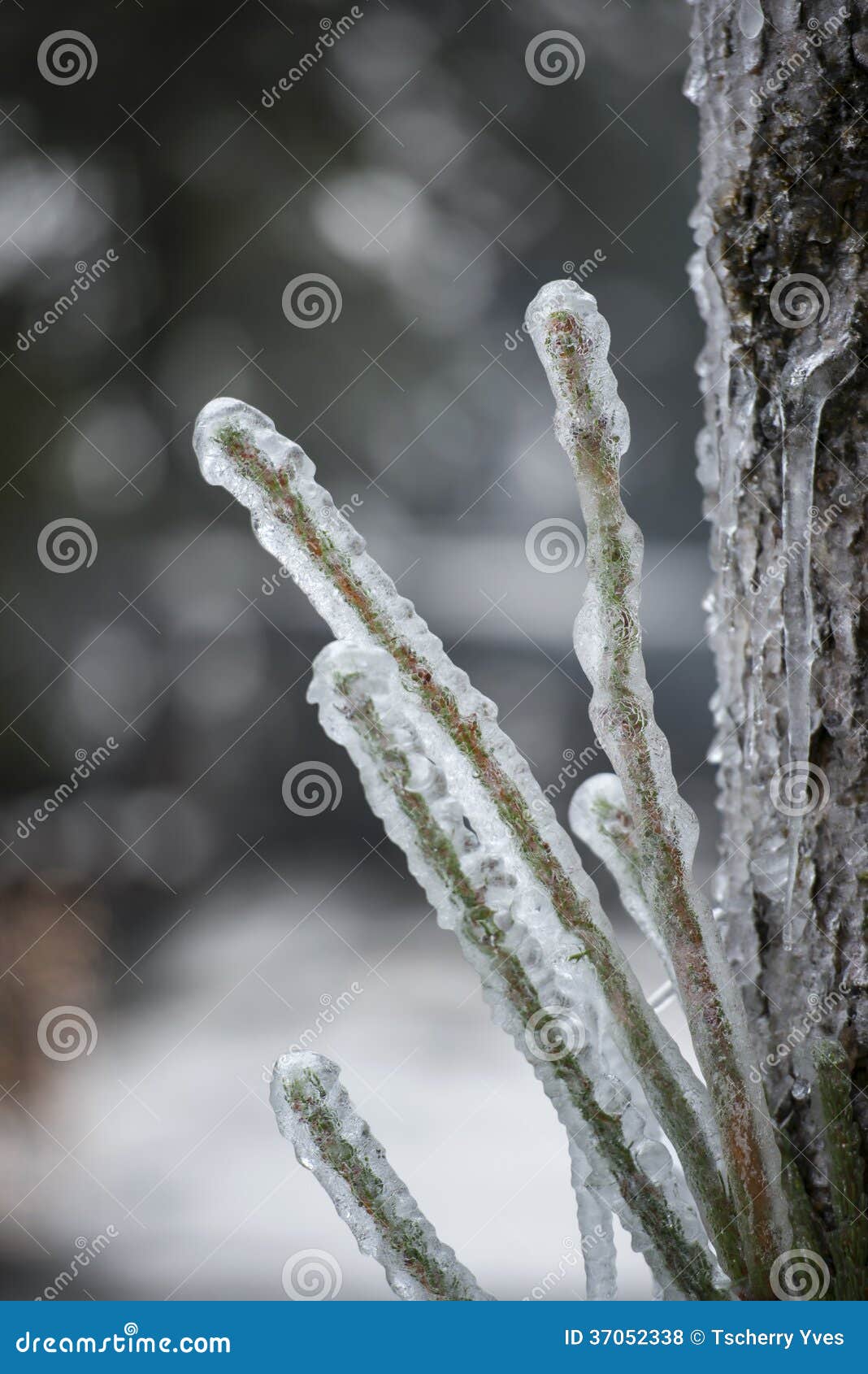 Ice on branch stock photo. Image of branch, nature, trunk - 37052338