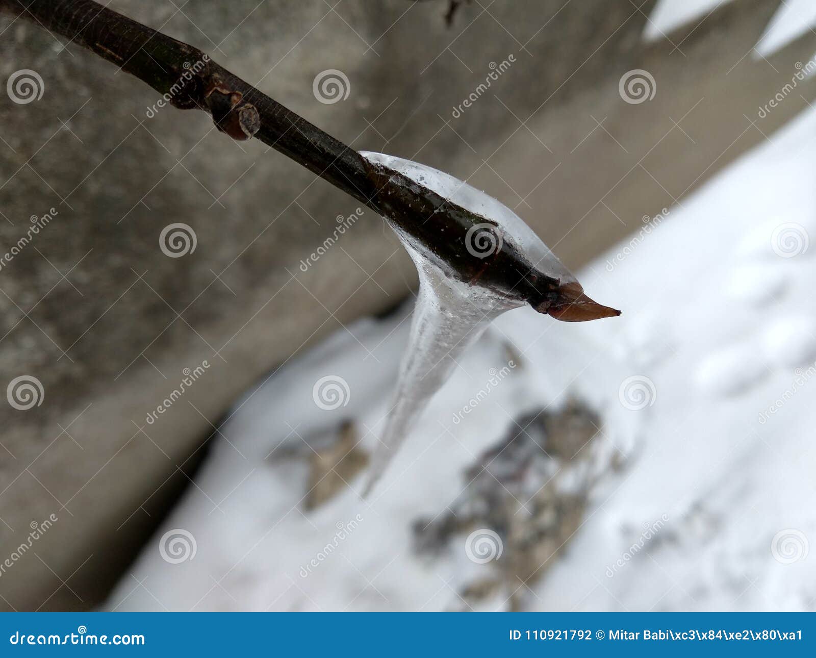 Ice on the branch stock photo. Image of cold, tree, water - 110921792
