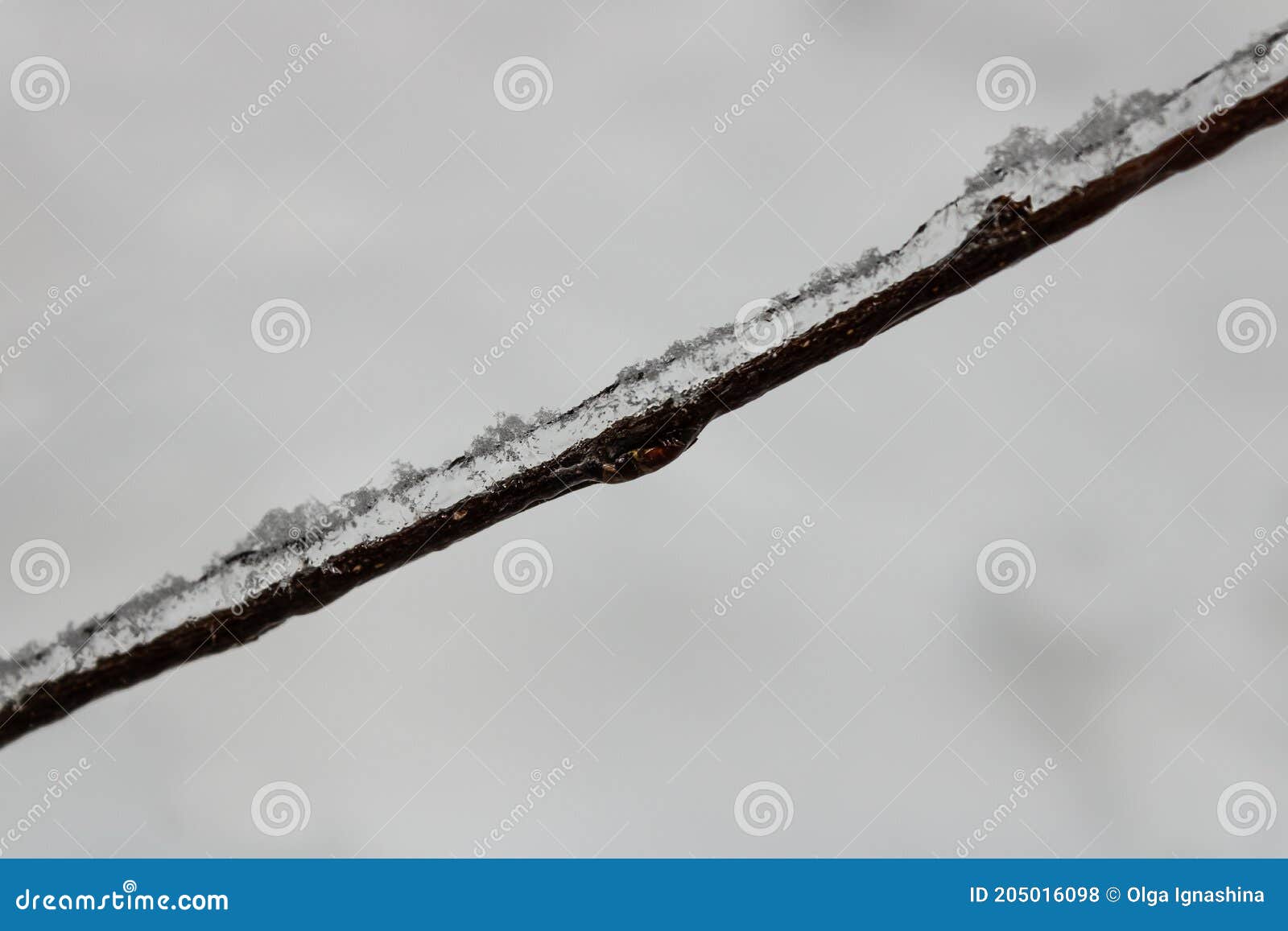 Ice branch in the forest stock photo. Image of frozen - 205016098