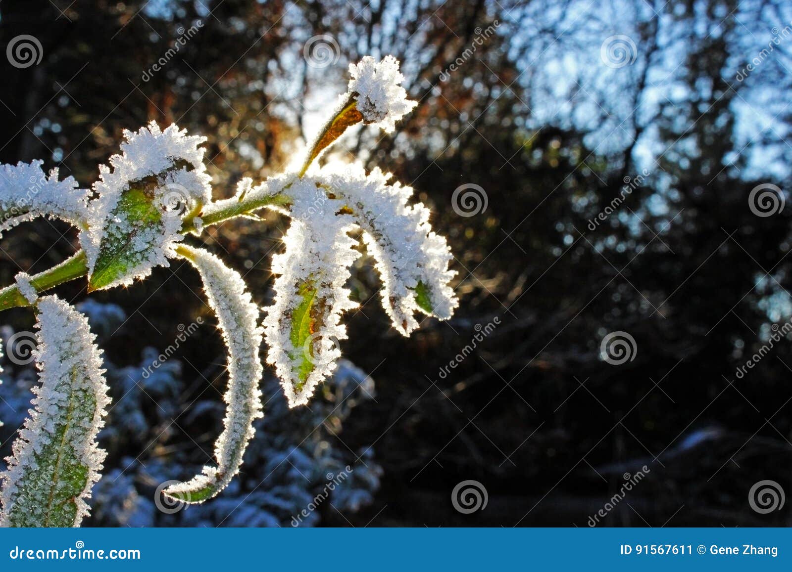 Ice on branch stock image. Image of covered, microview - 91567611