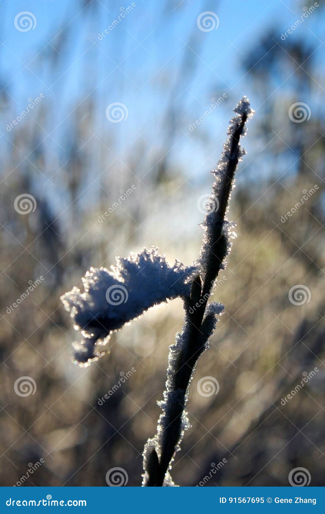 Ice on branch stock image. Image of snow, winter, beautiful - 91567695