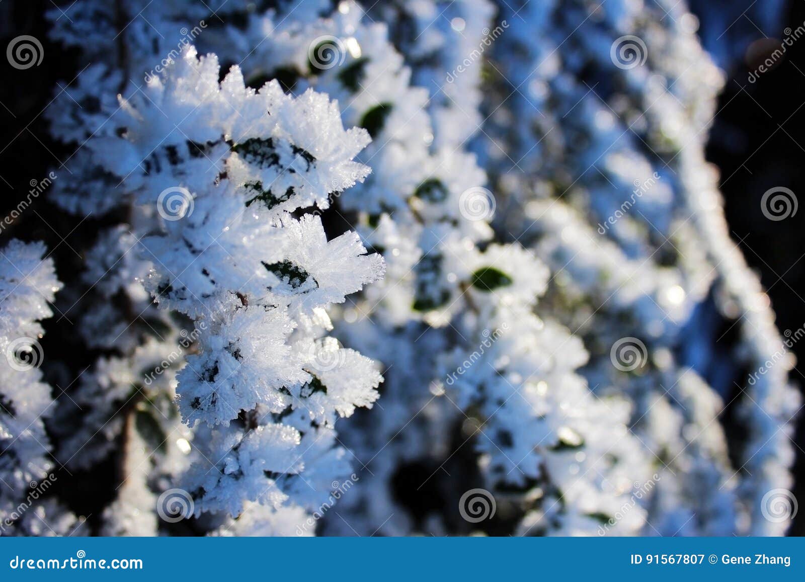 Ice on branch stock image. Image of clean, covered, color - 91567807