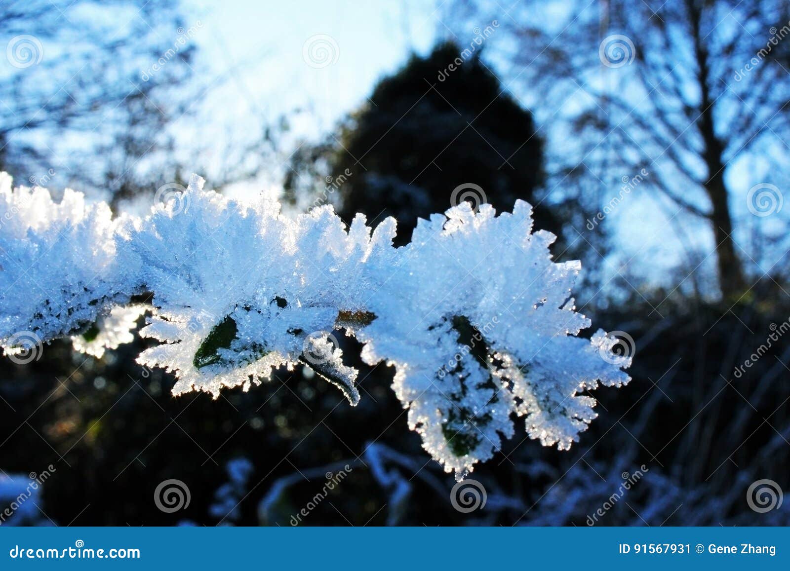 Ice on branch stock image. Image of flying, cover, peaceful - 91567931
