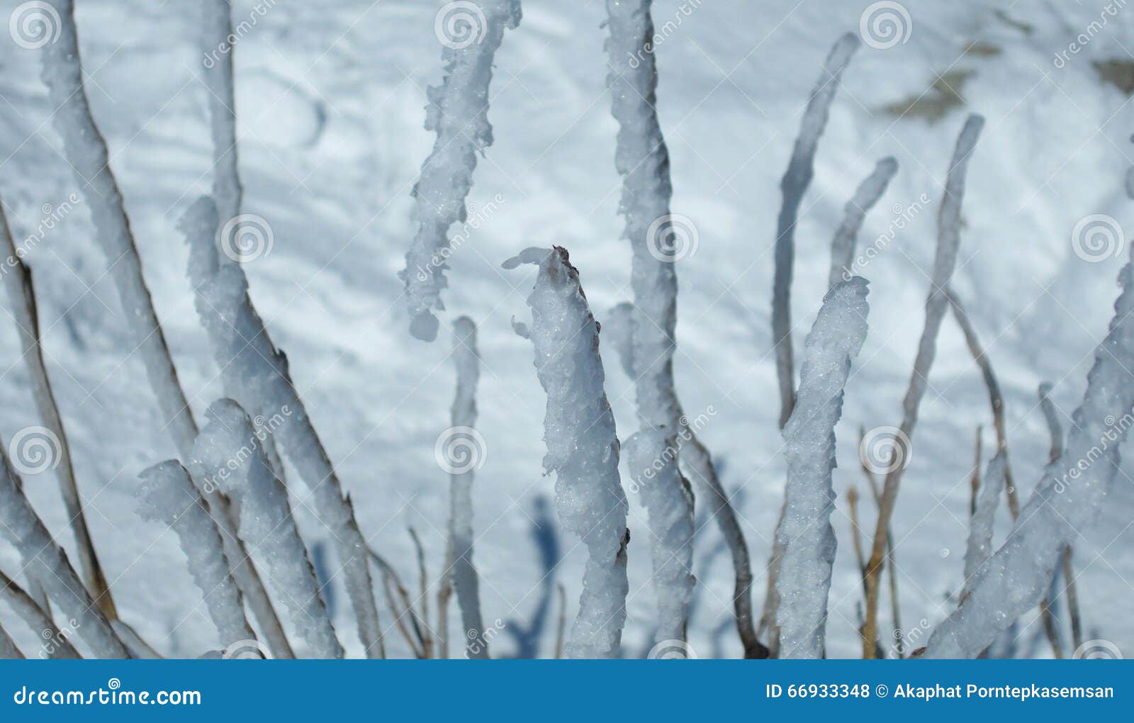 Ice on branch in winter stock photo. Image of icicle - 66933348
