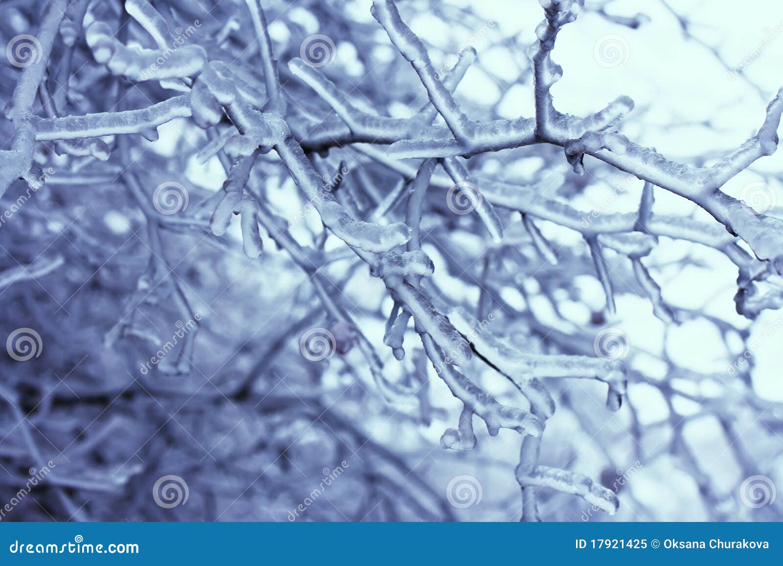 Ice branches stock image. Image of branch, icicles, wood - 17921425