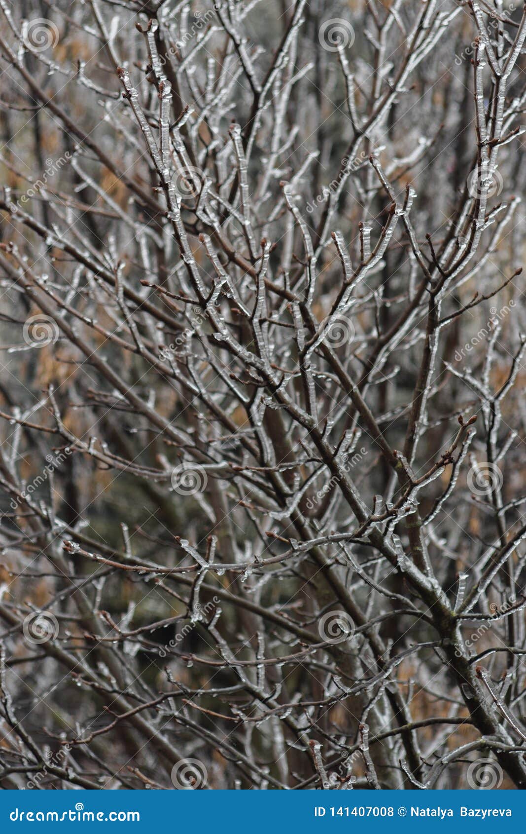Ice on the Branches. Iced Tree Stock Photo - Image of iced, branch ...