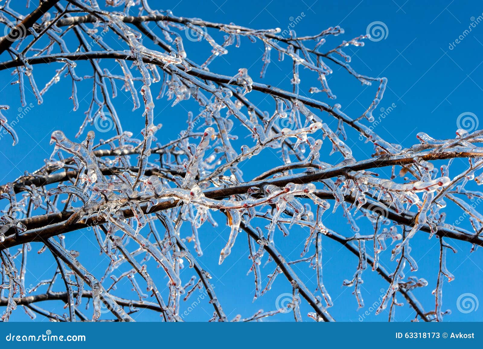 Ice on branches stock image. Image of frost, fall, fortunate - 63318173