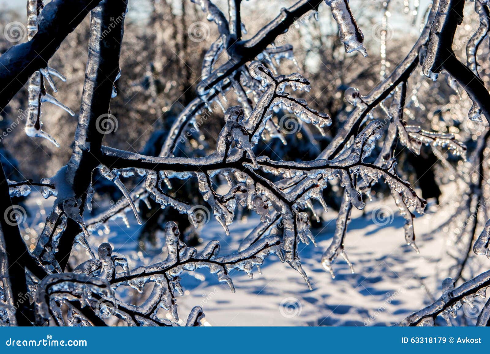 Ice on branches stock image. Image of cold, blessed, chill - 63318179