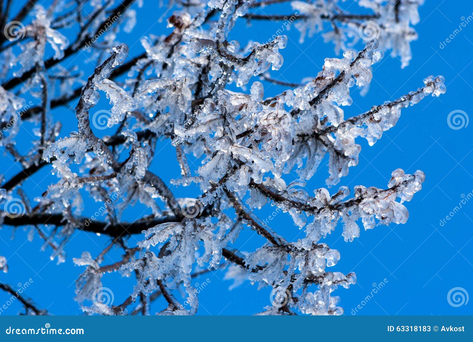 Ice on branches stock image. Image of foggy, christmas - 63318183