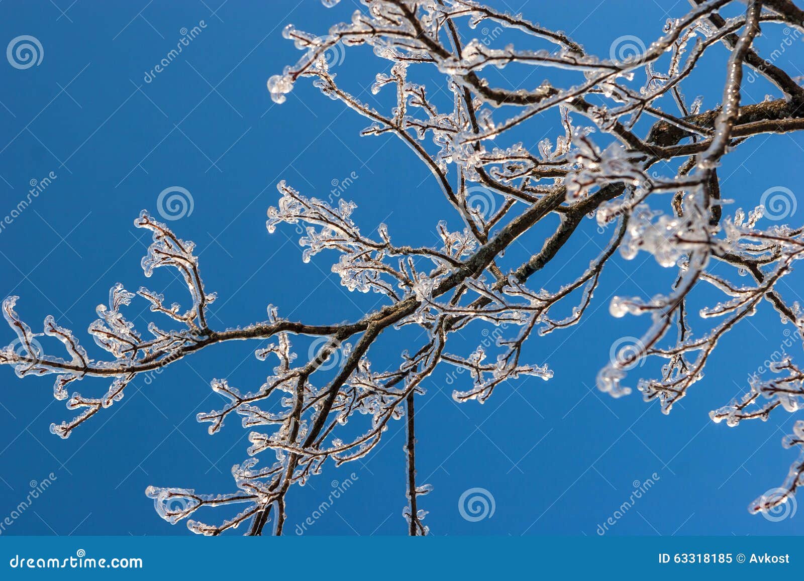 Ice on branches stock image. Image of christmas, blessed - 63318185