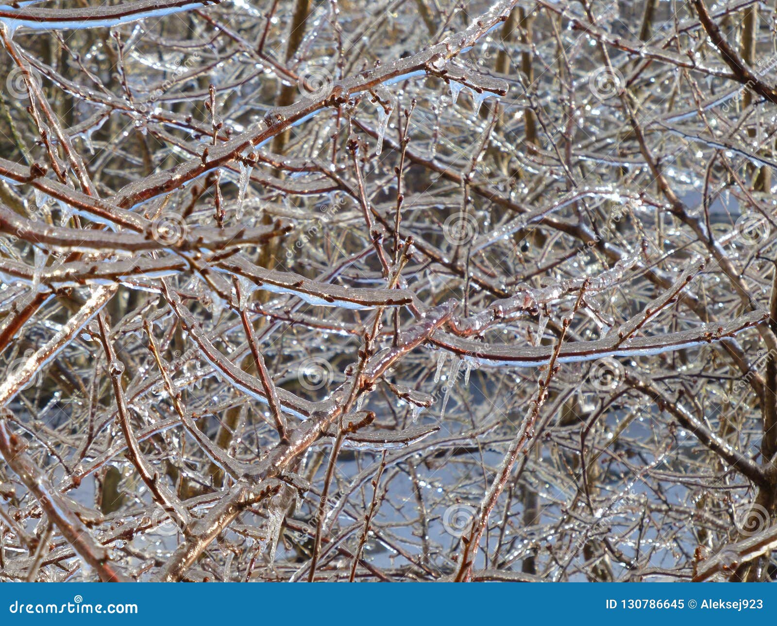 Ice on the Branches of a Tree Stock Image - Image of winter, nature ...