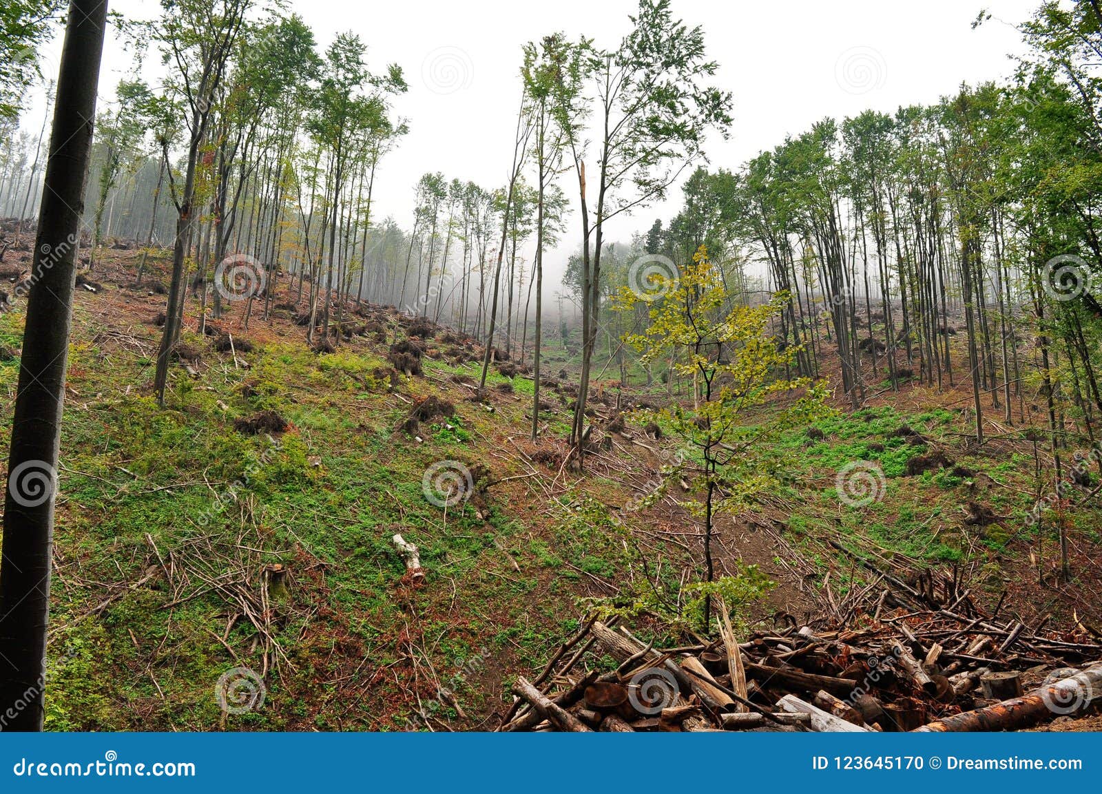 Ice Break in the Beech Forest Stock Photo - Image of trauma, wood ...