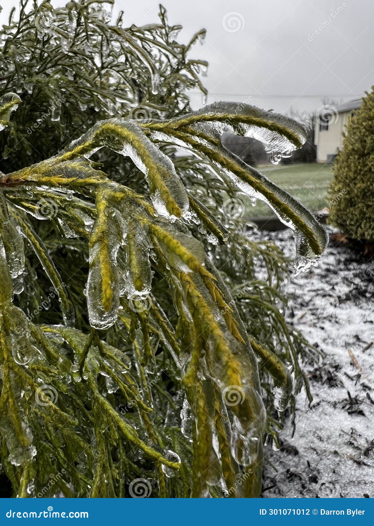 Wintry ice on a green bush stock photo. Image of sunlight - 301071012