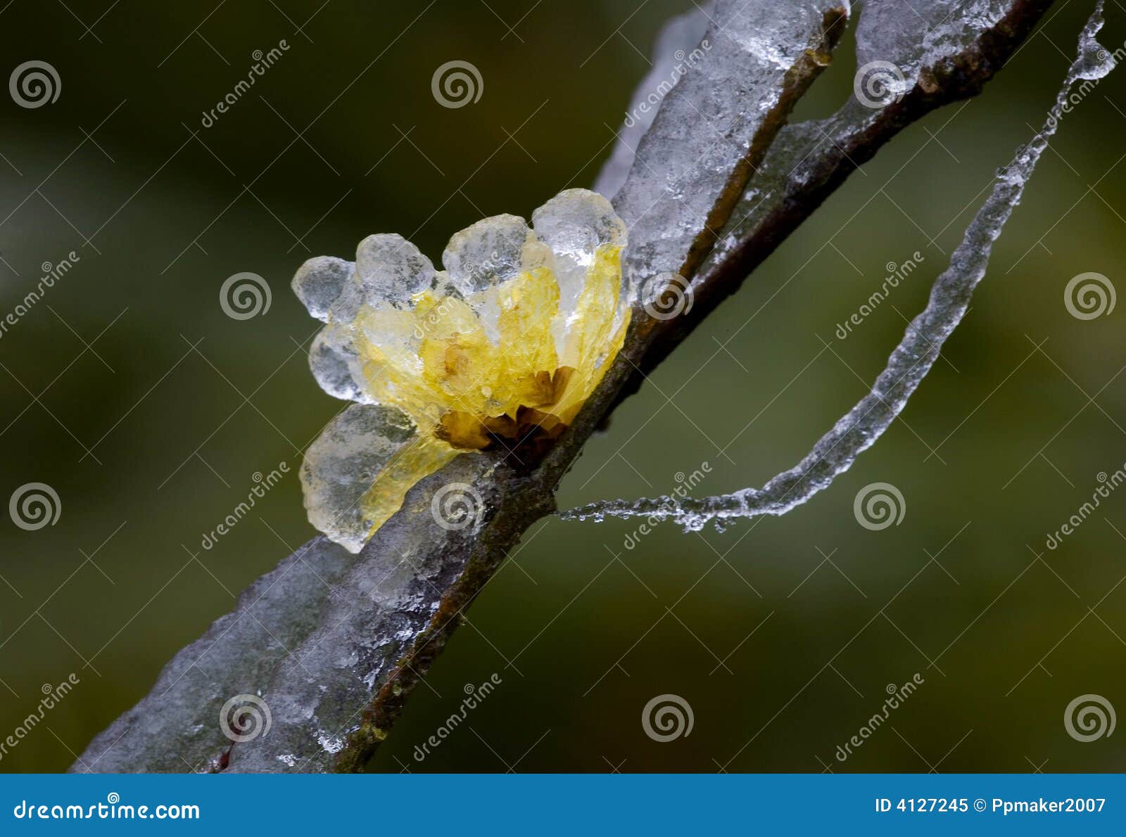 Ice Calyx canthus stock image. Image of winter, water - 4127245
