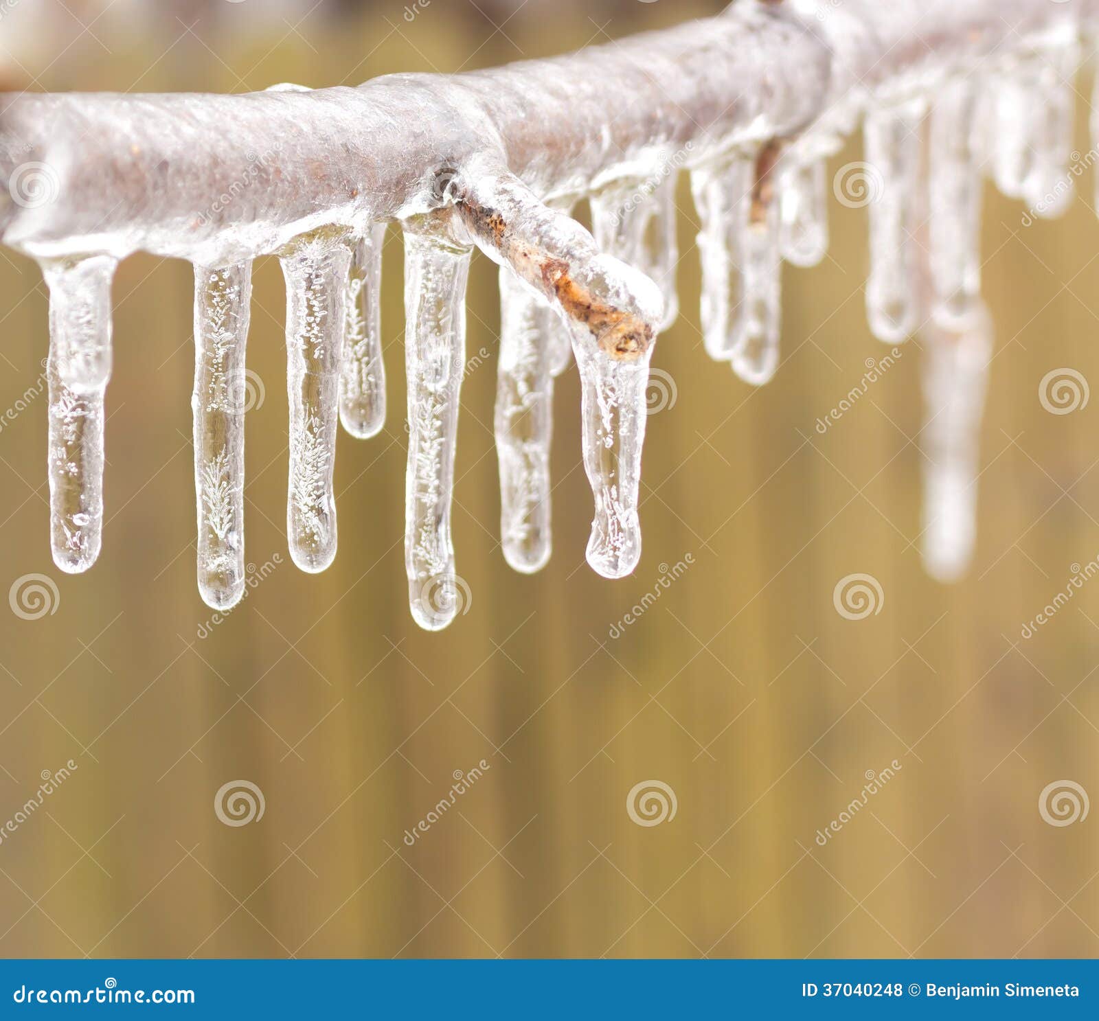 Ice Coated Tree Branch after an Ice Storm. Stock Photo - Image of ...